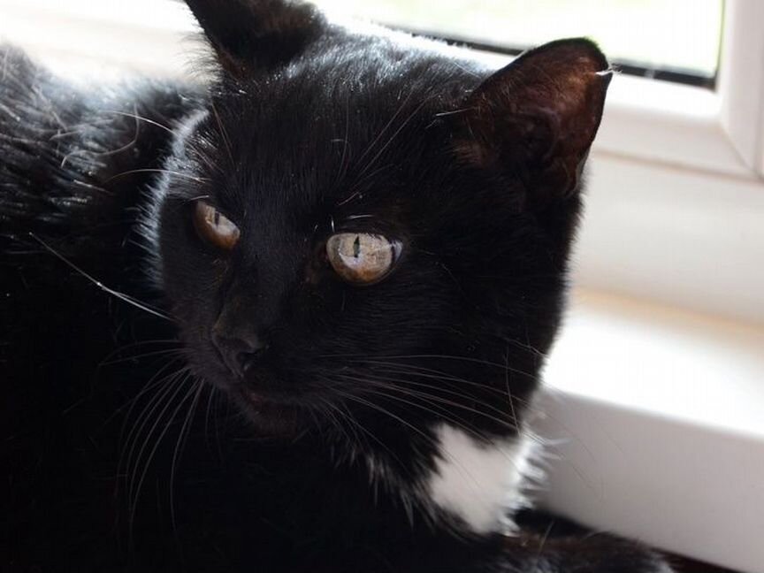 Нежная спокойная трогательная Мышка ищет дом