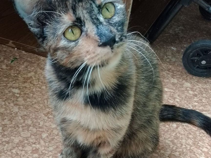 Стерилизованная Ириска в дар