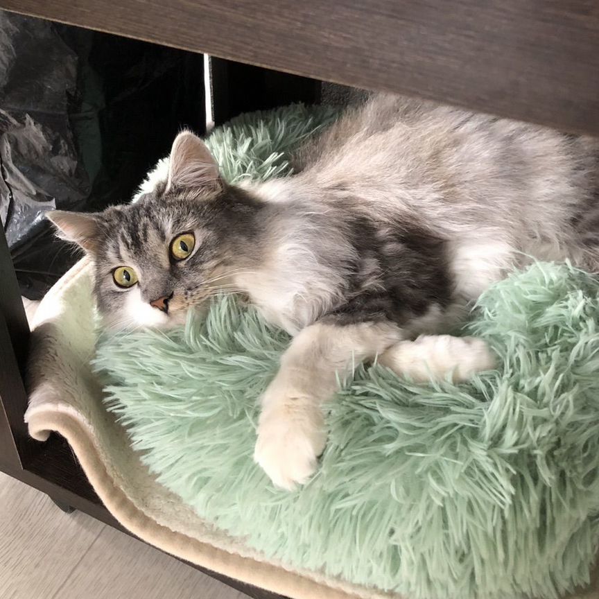 Сиамский котёнок