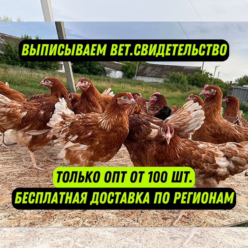 Куры оптом различные породы с доставкой