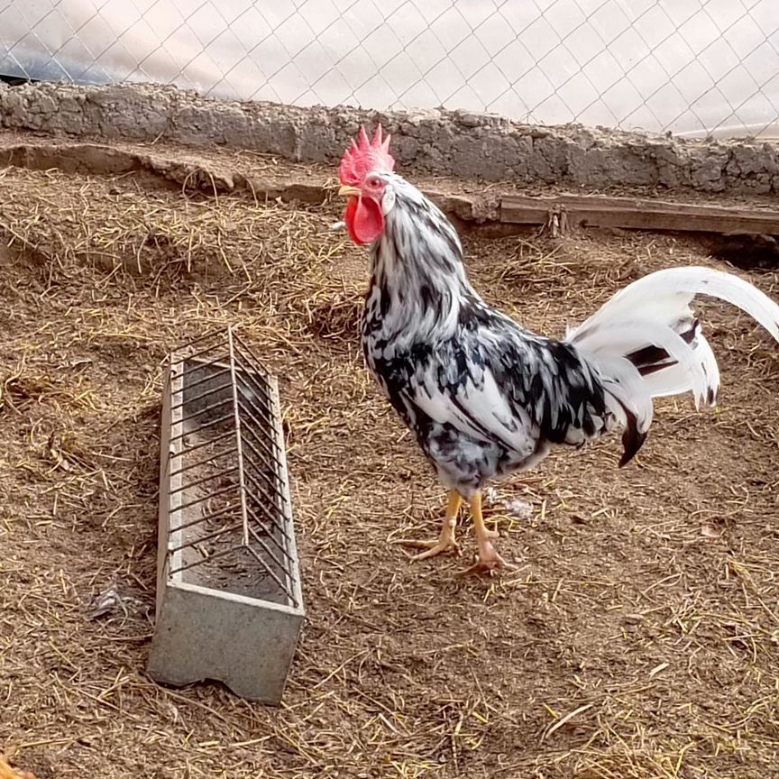 Молодой петух легорн продам