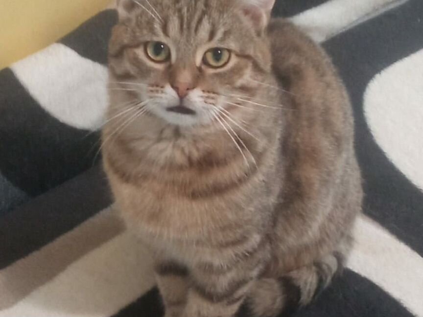 Пушистый полосатик в дар