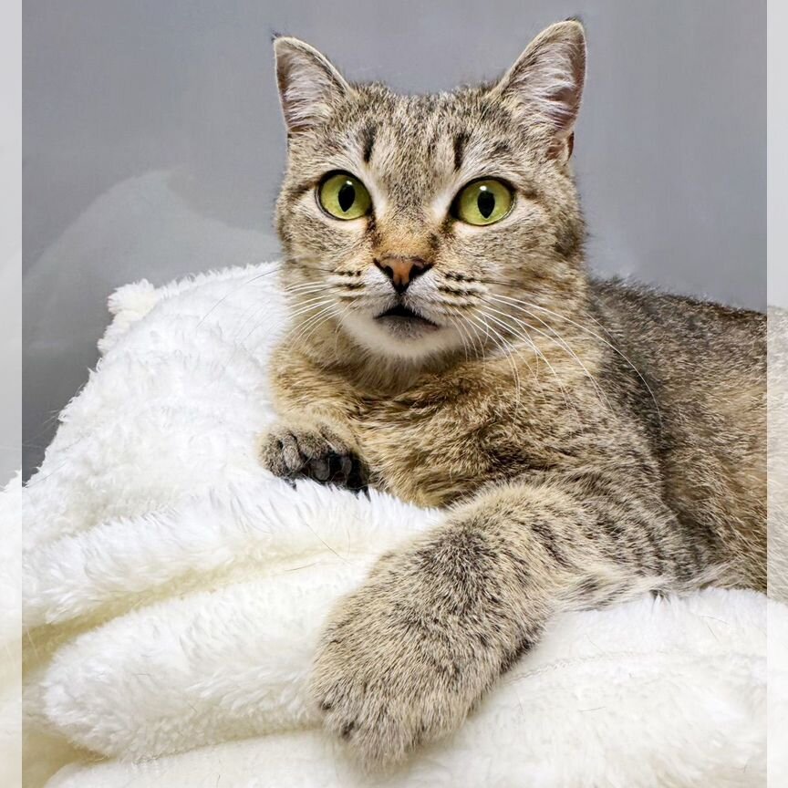 Взрослая, кошка в добрые руки