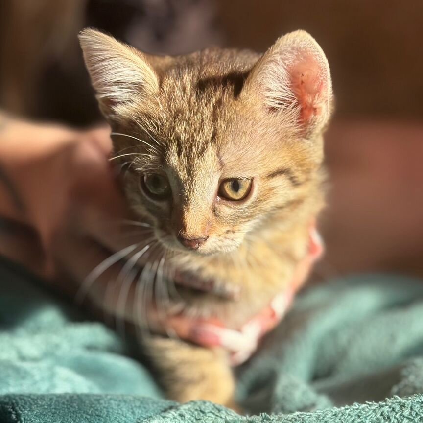 Котёнок от частного владельца