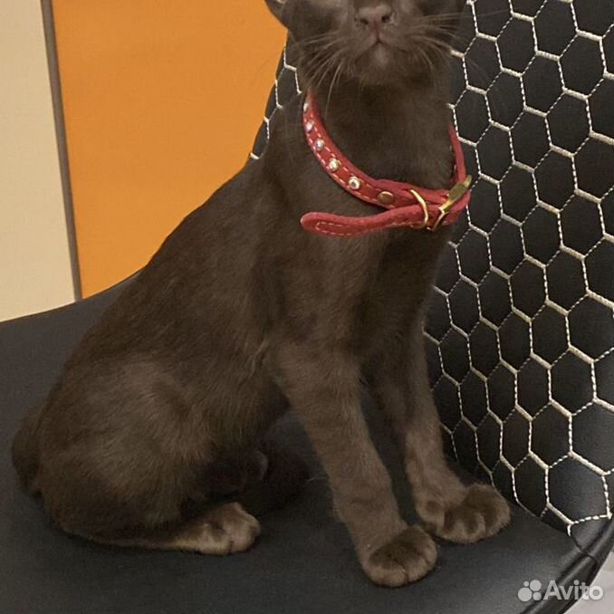 Ориентальный котенок девочка