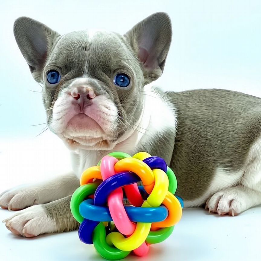 Французский бульдог, щенок