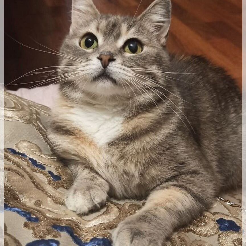 Взрослая, кошка в добрые руки