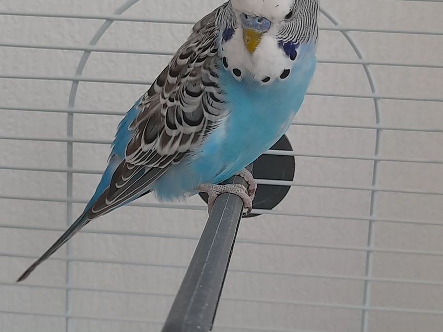 Птенец волнистый попугай, чех