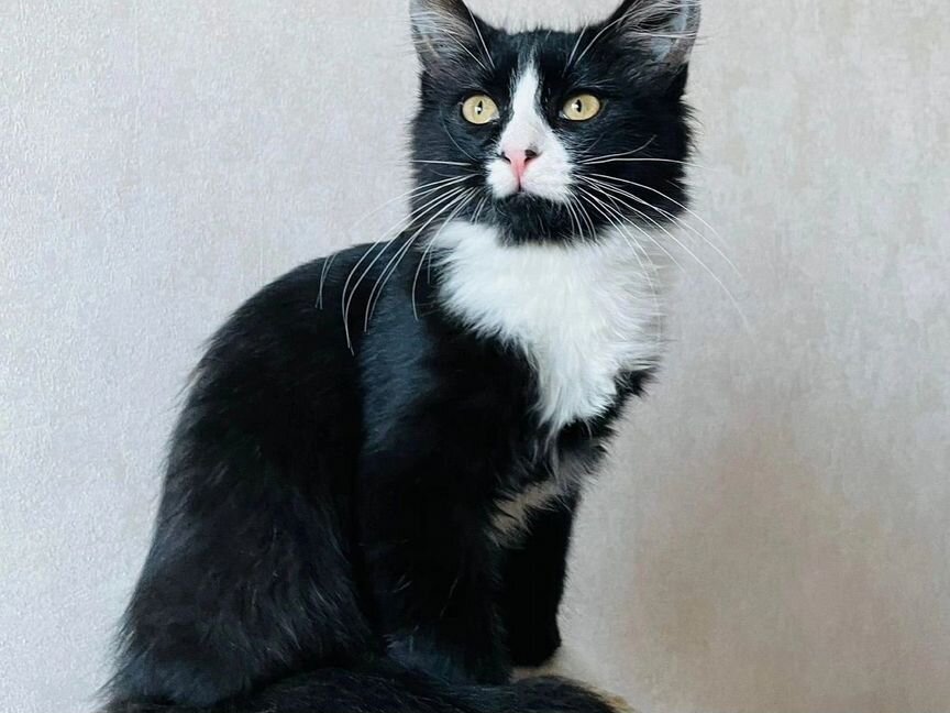 Котенок 6мес в добрые руки