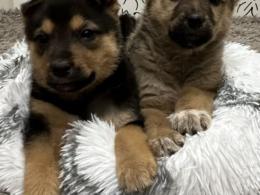 Щенки девочки 1,5 месяца