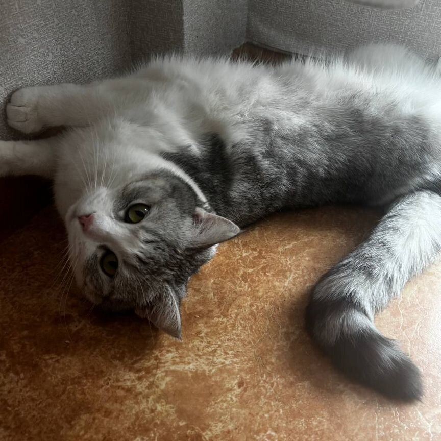 Европейская бурманская кошка, взрослая