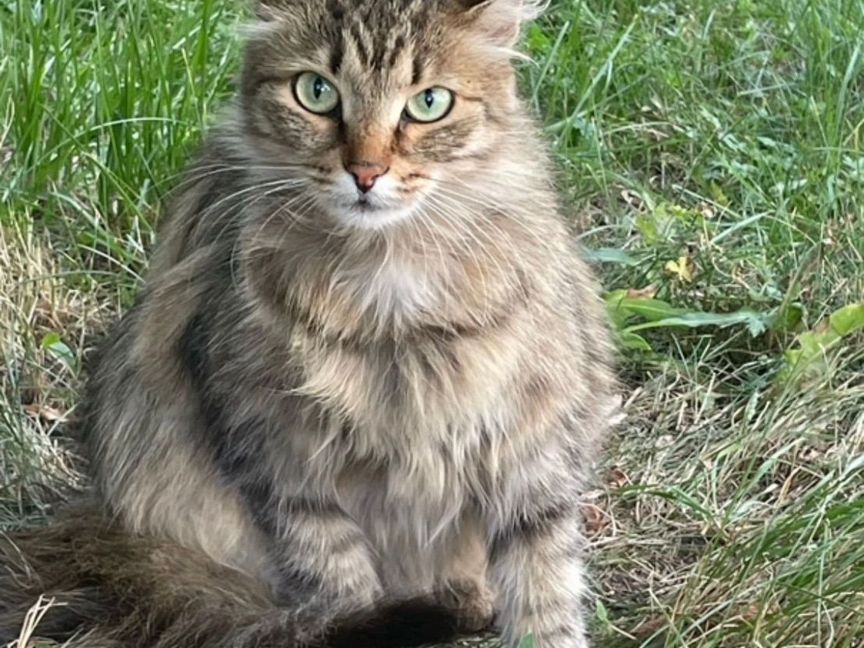 Кошка