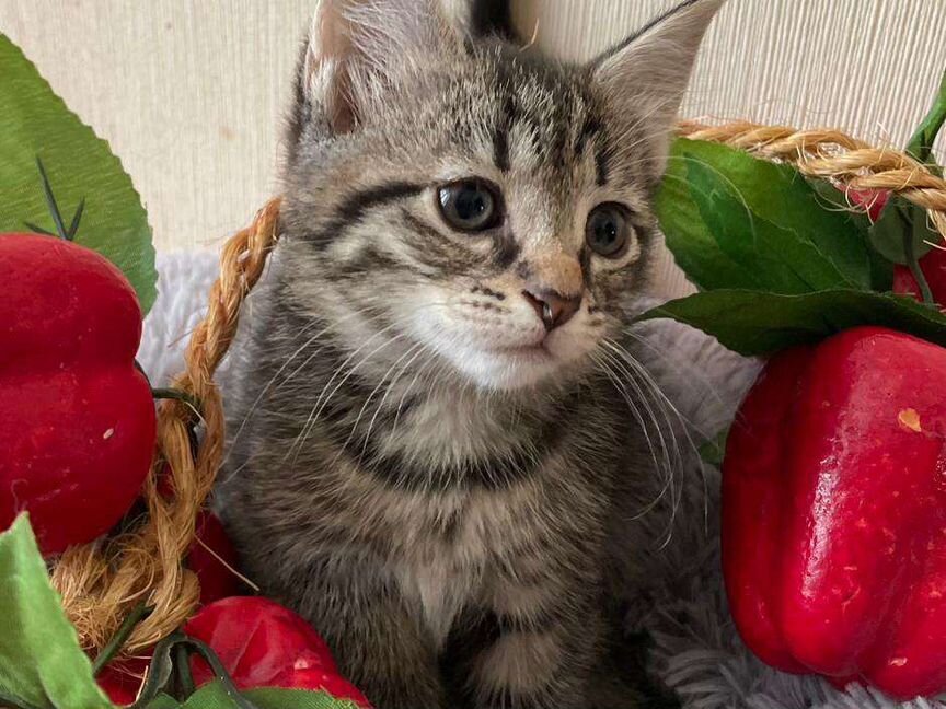 Ласковый ручной котенок, окраса тоби