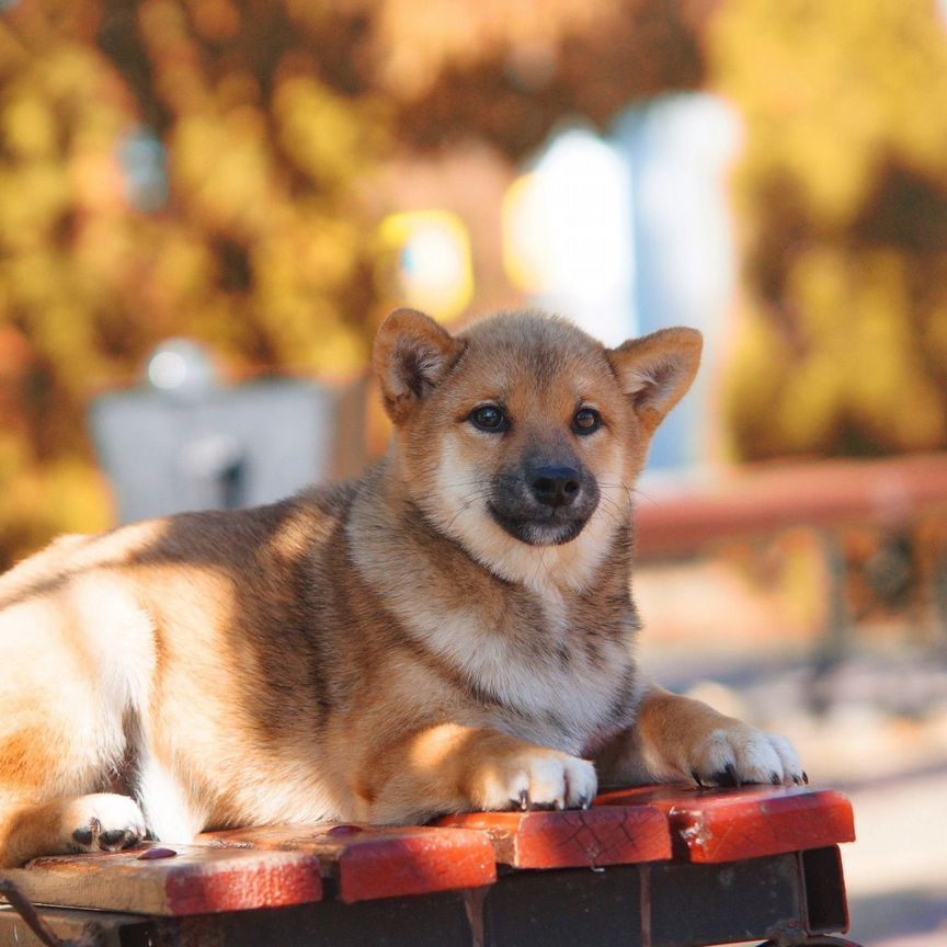 Сиба малыш из питомника