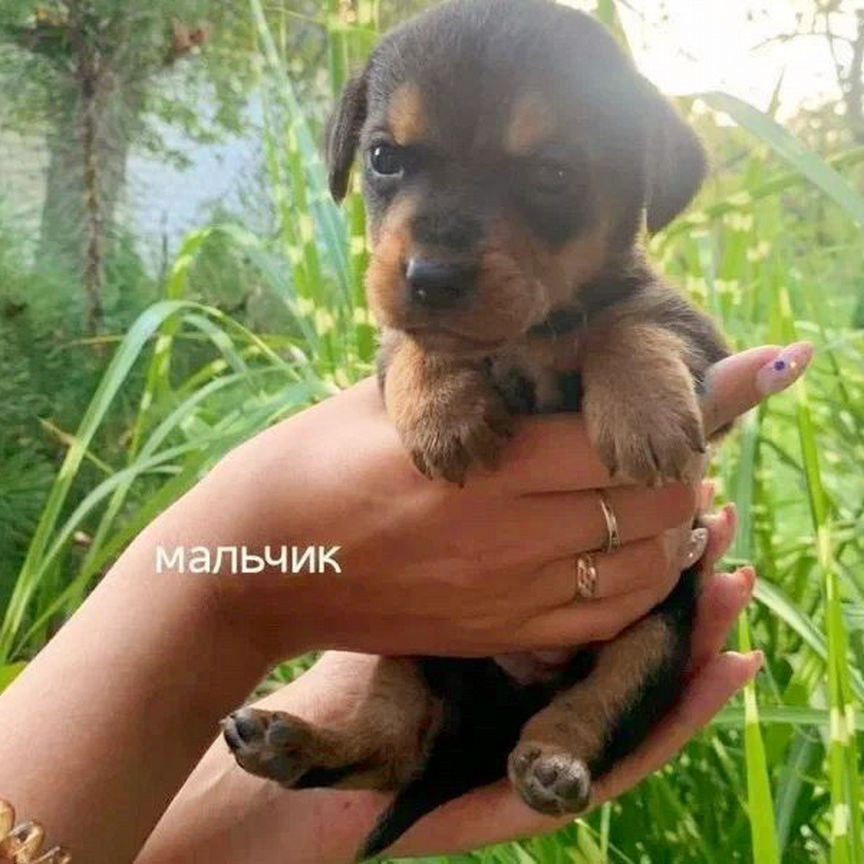 Малыш в поиске любящих родителей