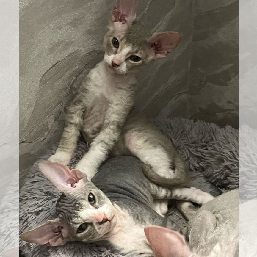 Донской сфинкс котёнок