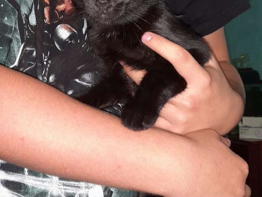 Отдам в добрые руки