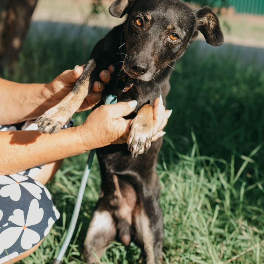 Собака Малыш