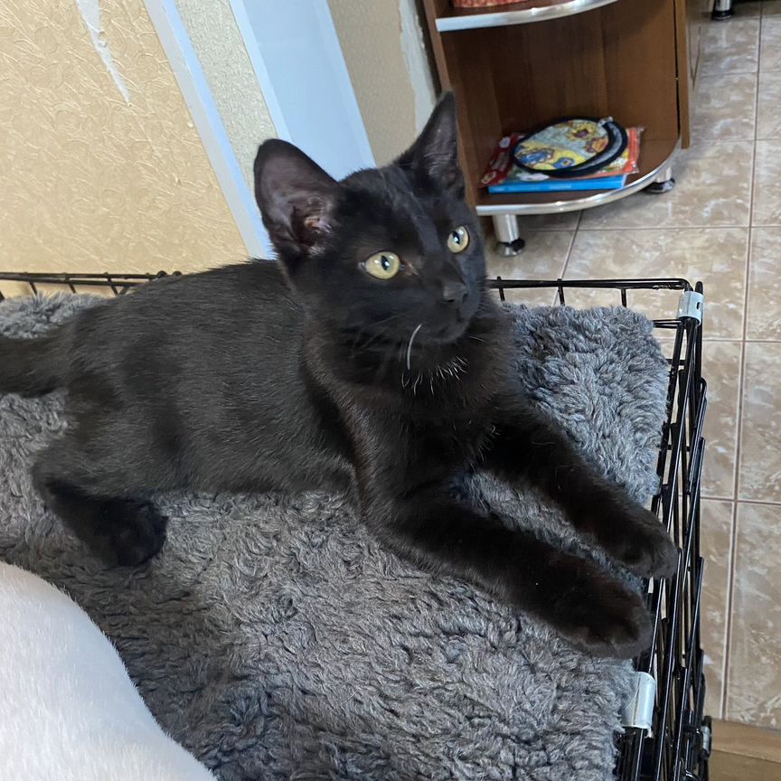 Отдам бесплатно