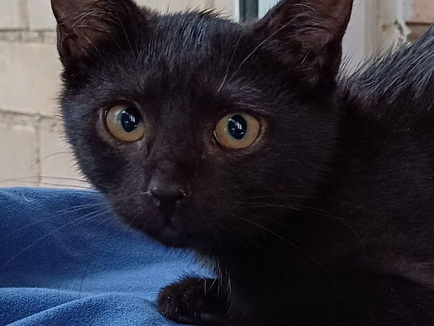 Котята ищут дом