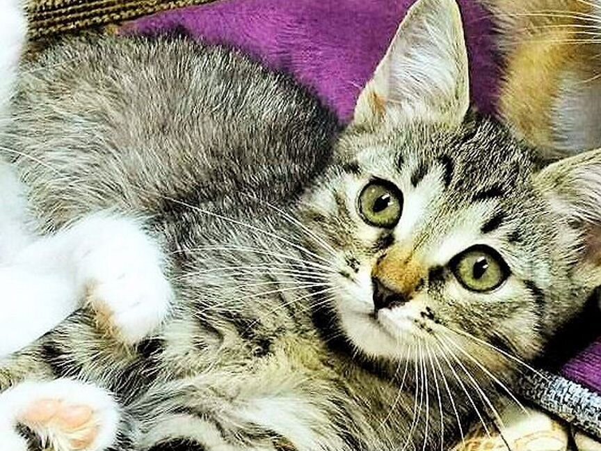 Котенок - девочка в добрые руки