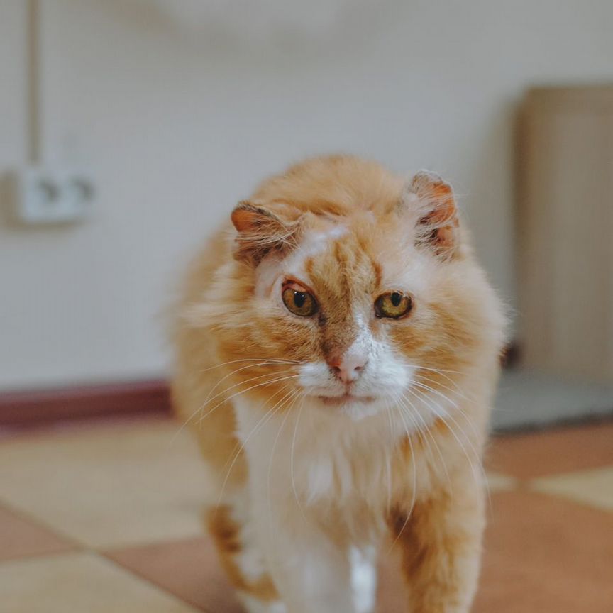 Искалеченный кот ищет самого доброго человека