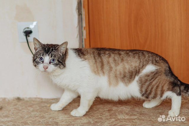 Голубоглазый котик в добрые руки