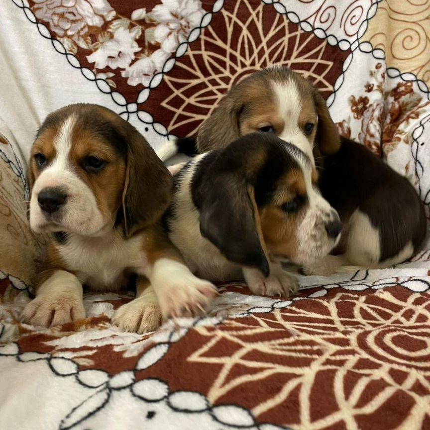 Бигль, щенок