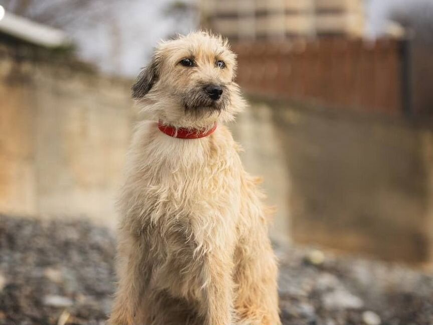 Собака девочка в добрые руки
