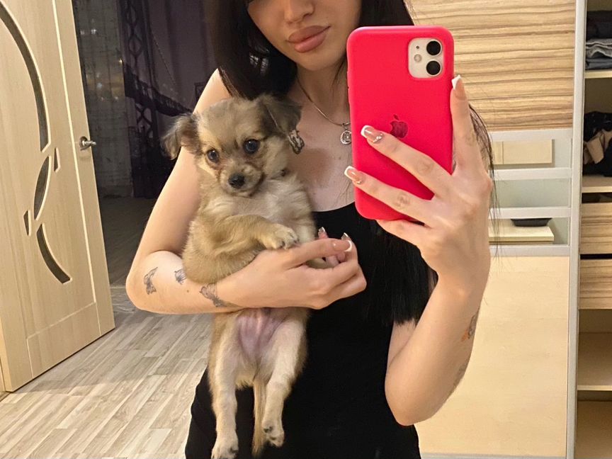 Карликовый пинчер