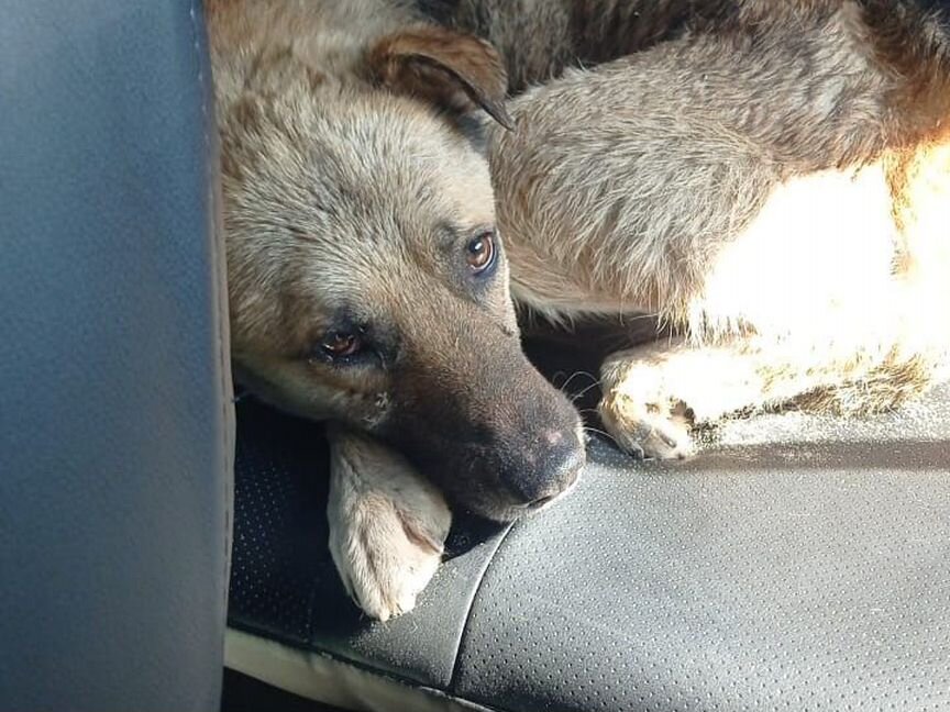 Собака в добрые руки