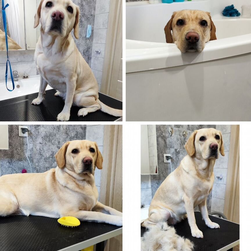 Лабрадор-ретривер, взрослая собака