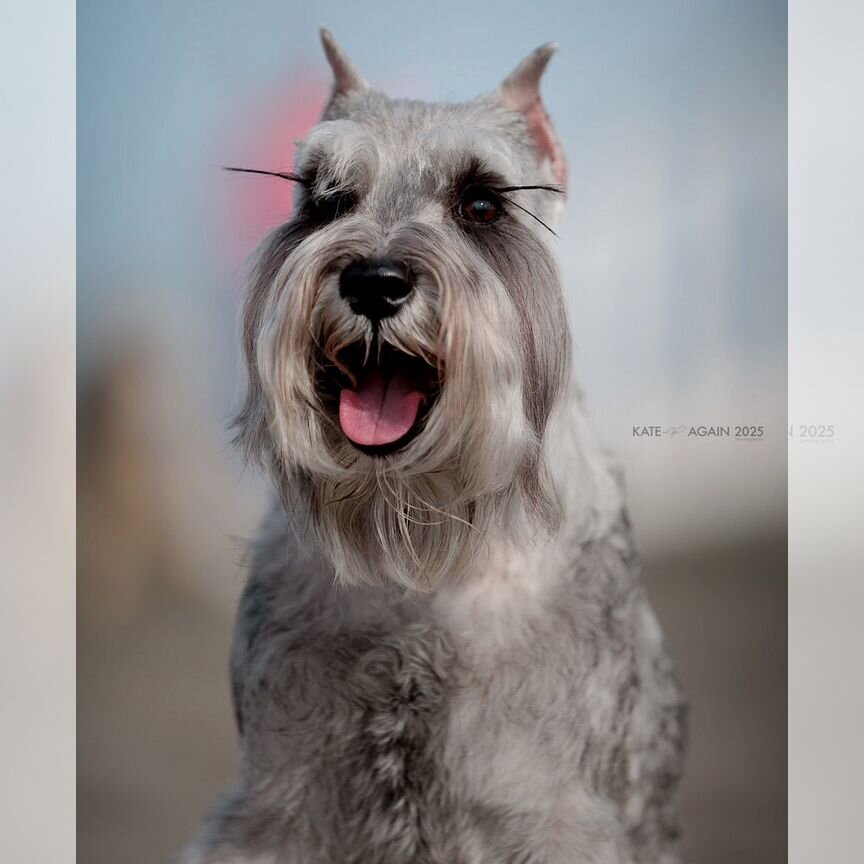 Цвергшнауцер, щенок