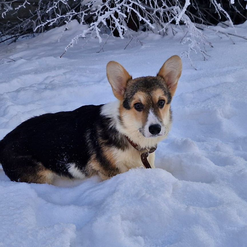 Вельш-корги пемброк трехцветный мальчик