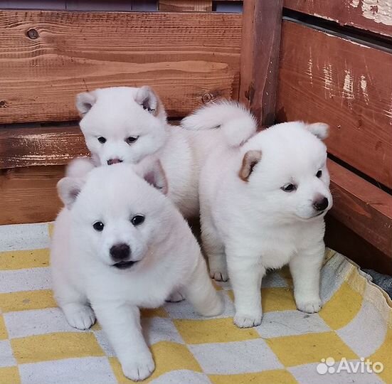 Белые Сиба ину. Умки