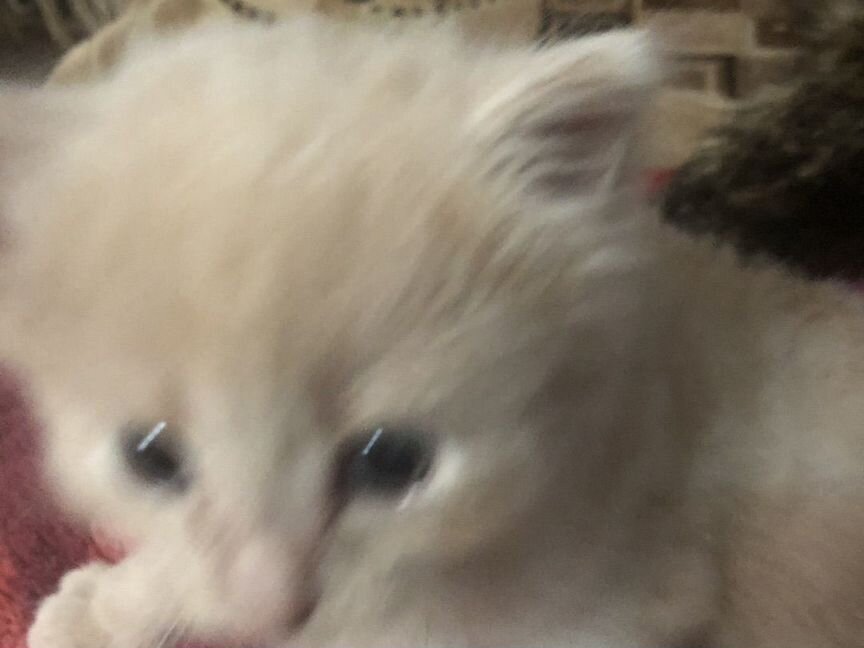 Котенок бежевый