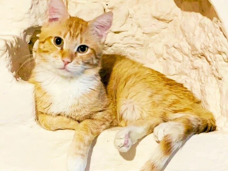 Котенок рыжий с белым компаньон и умничка
