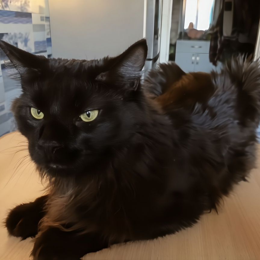 Мейн-кун, взрослый кот