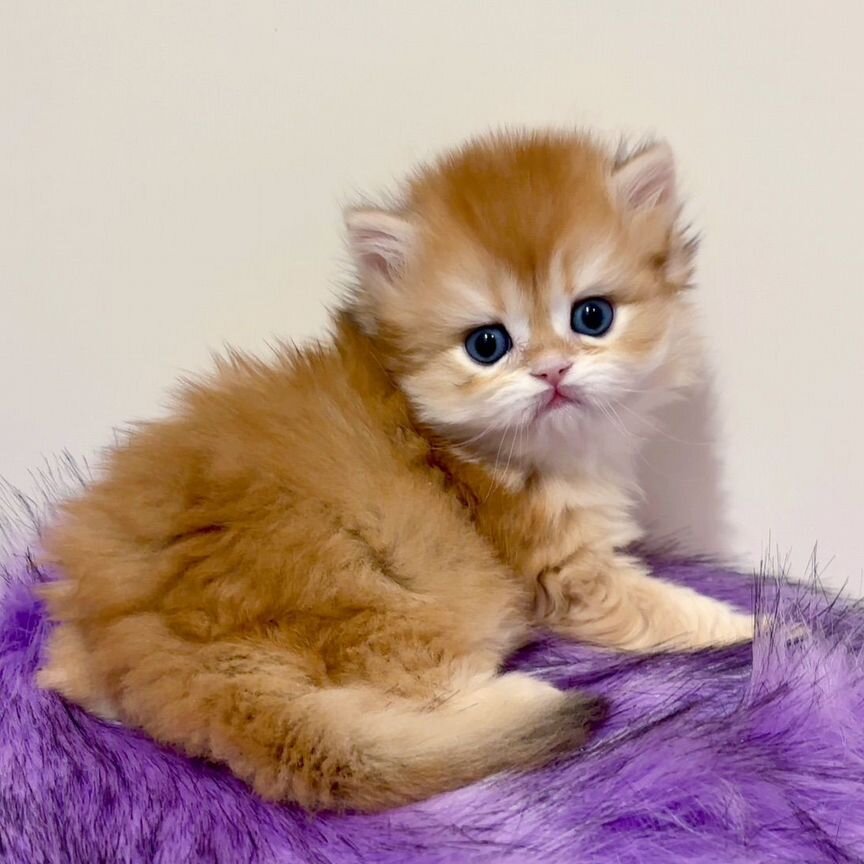 Котенок золотая шиншилла