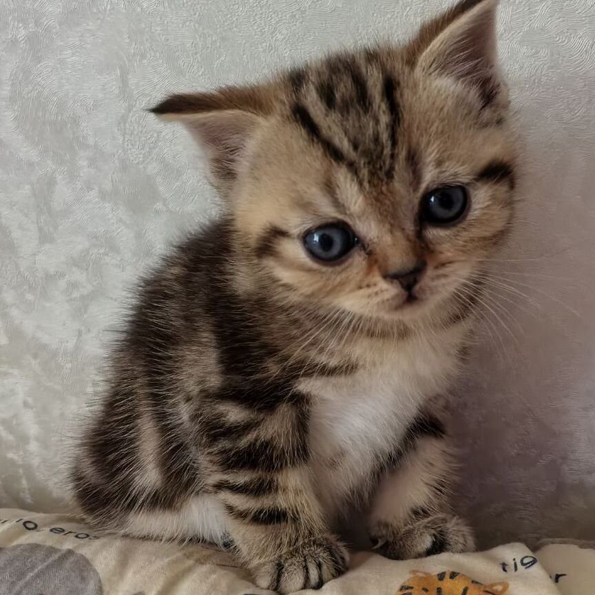 Шотландский прямоухий короткошёрстный котёнок