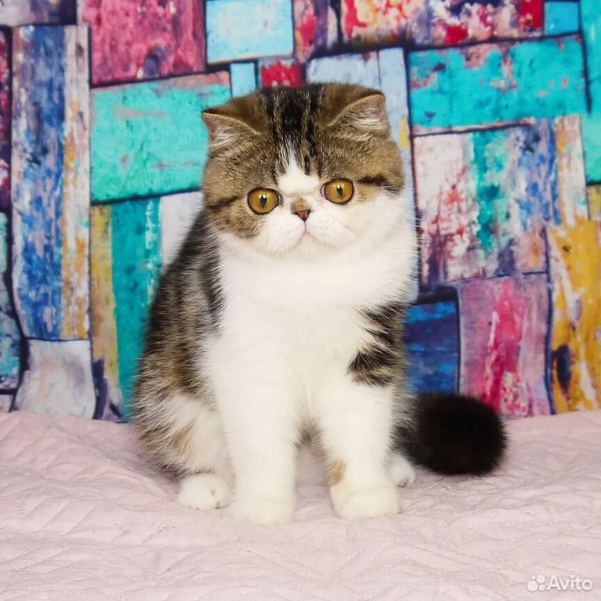 Котик экзотик