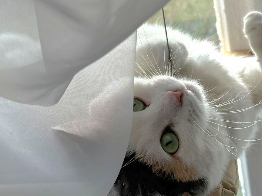 Милаша в надёжные руки ответственных хозяев