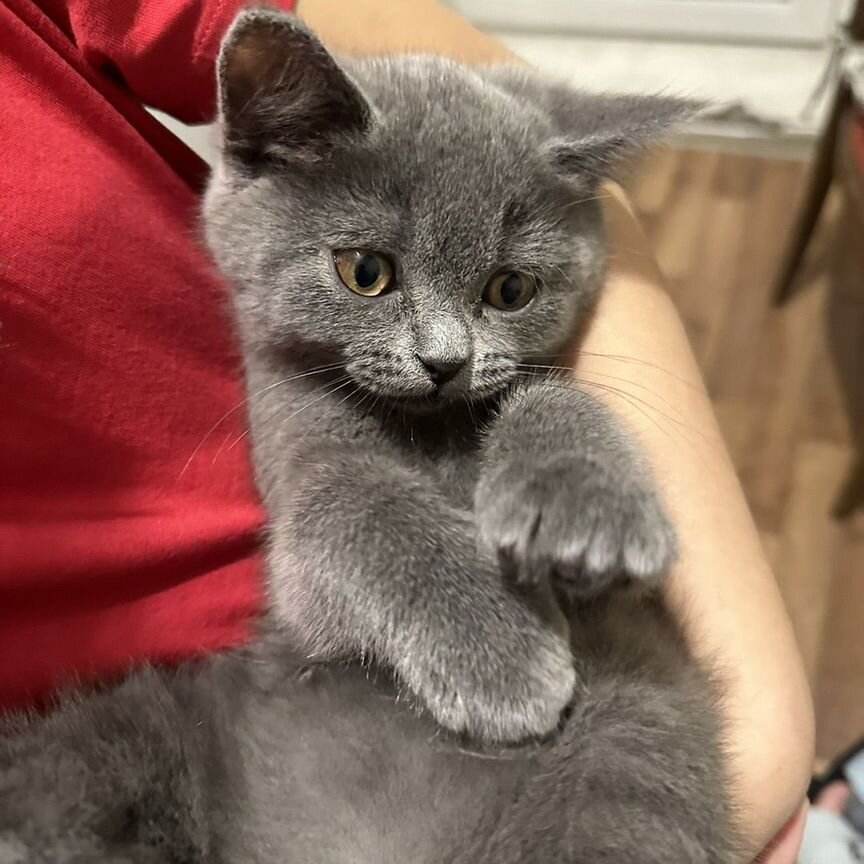 Продаю котенка