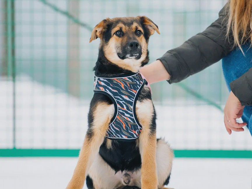 Собака Твикс ищет дом