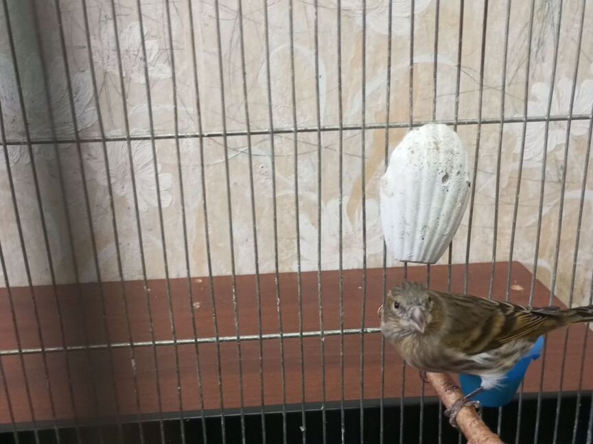 Гибрид Чижа и Канарейки самец