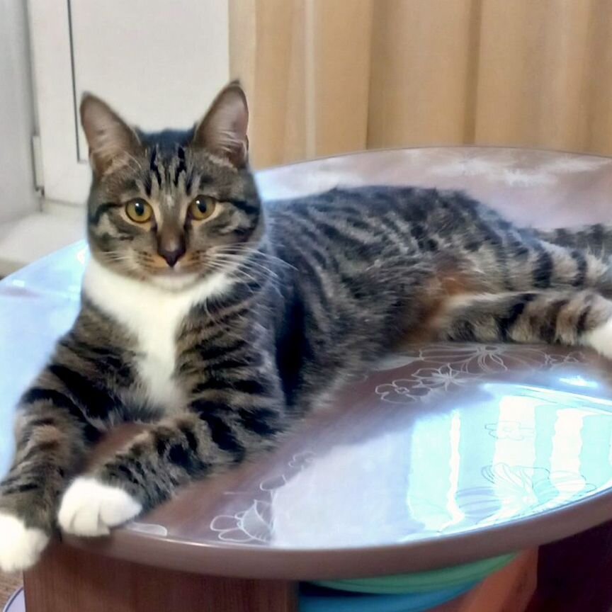 Молодой котик Марсик
