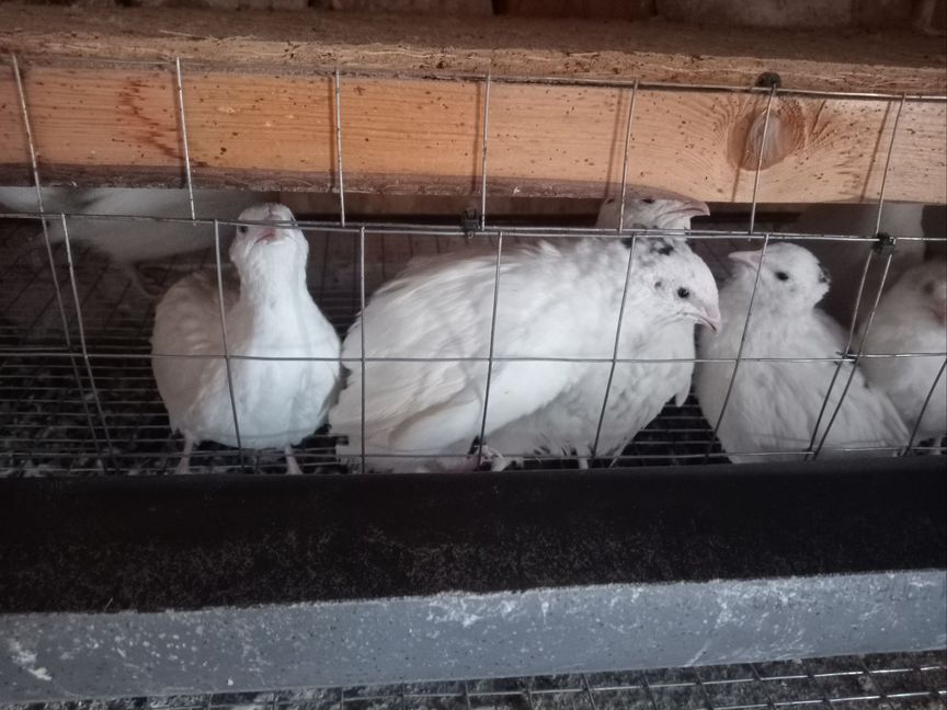 Клетки для перепелов переплы