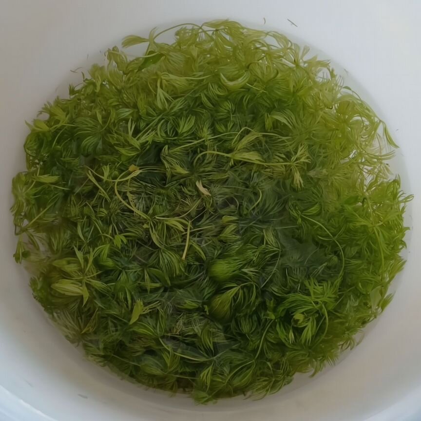 Роголистник