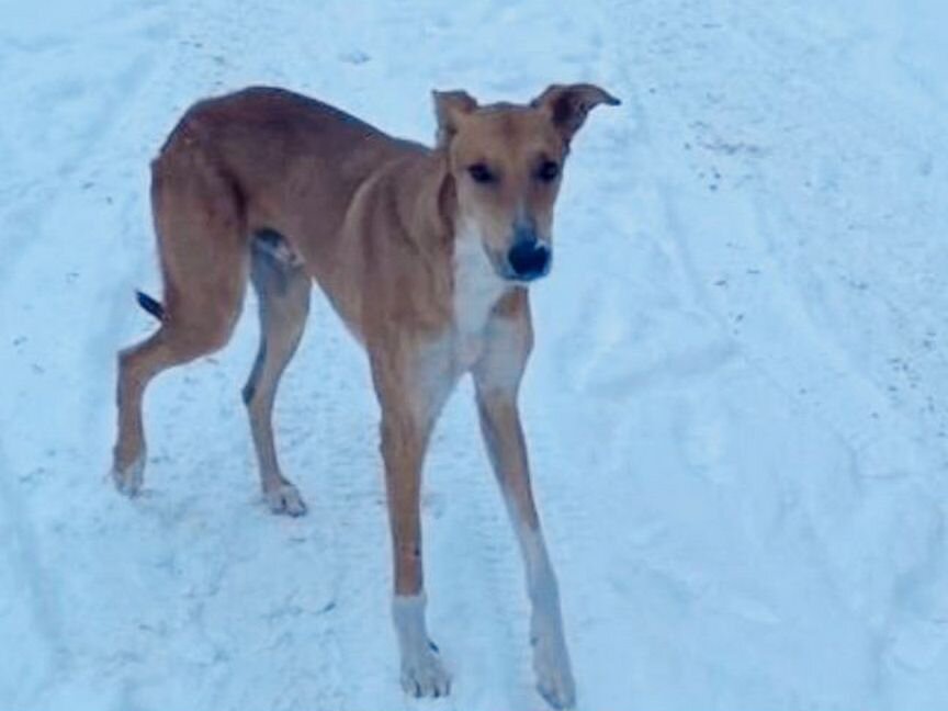 Левретка в добрые руки