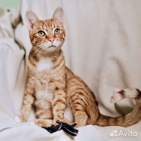 Рыжий, честный, влюбленный